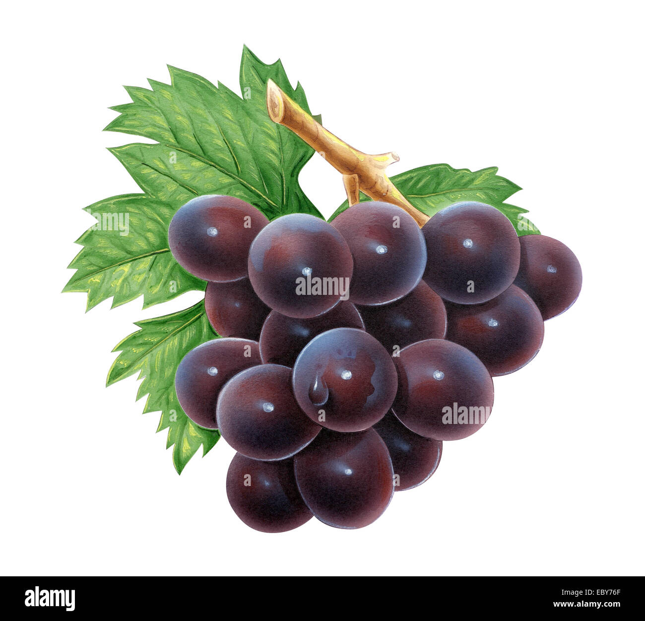 Grapes illustration Cut Out Stock Images & Pictures - Alamy