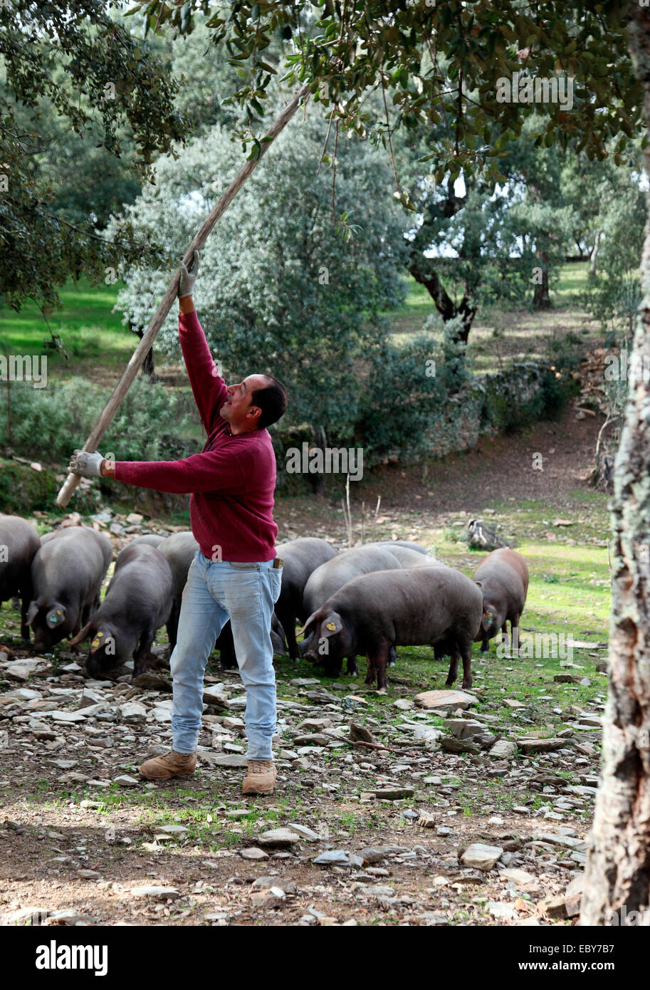 Black Iberico Pig High Resolution Stock Photography and Images - Alamy