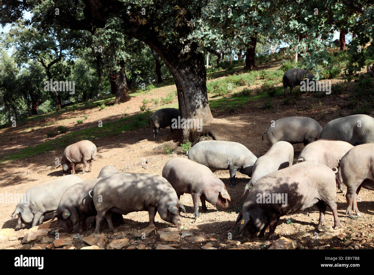 Iberian free range pigs hi-res stock photography and images - Alamy