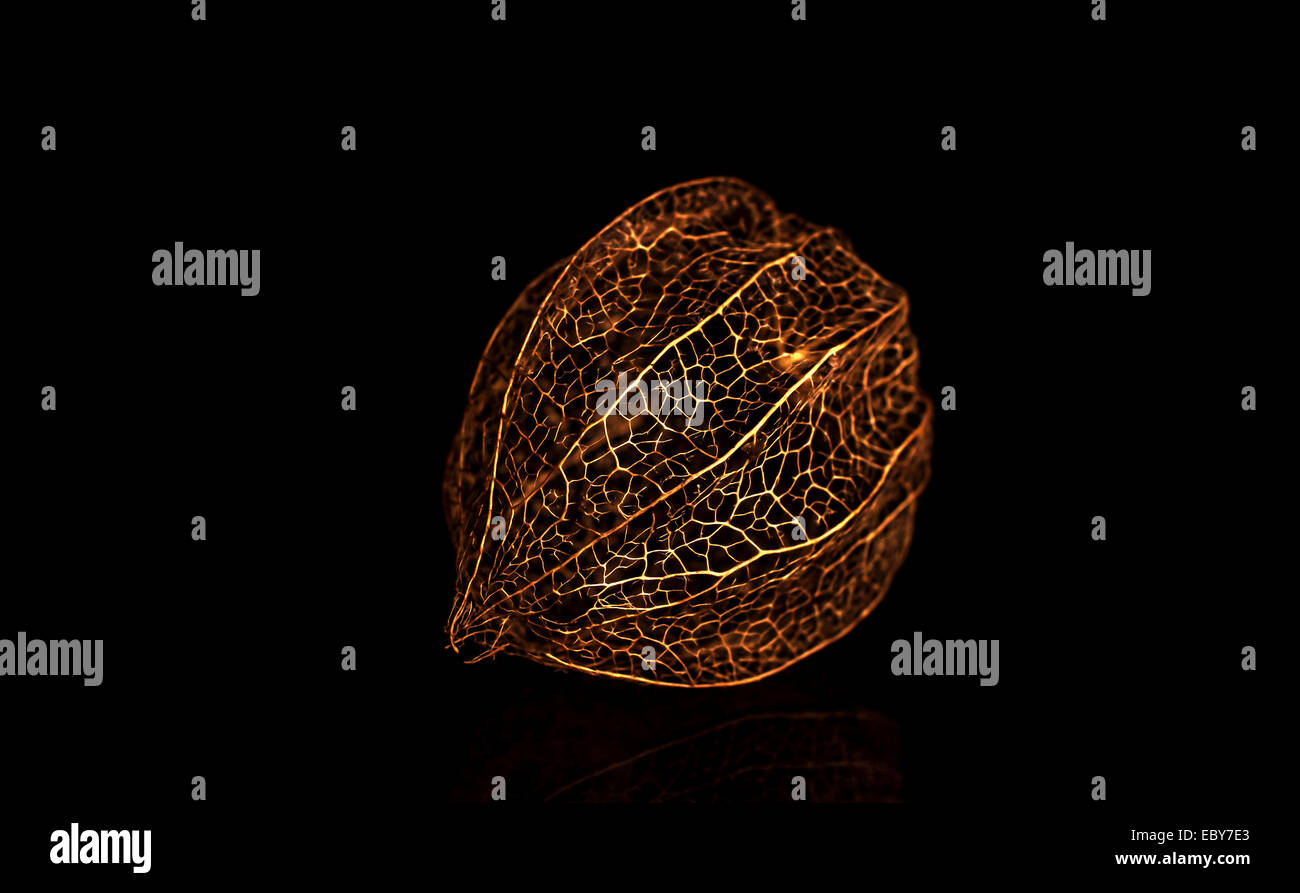 Rotten skeleton hi-res stock photography and images - Alamy