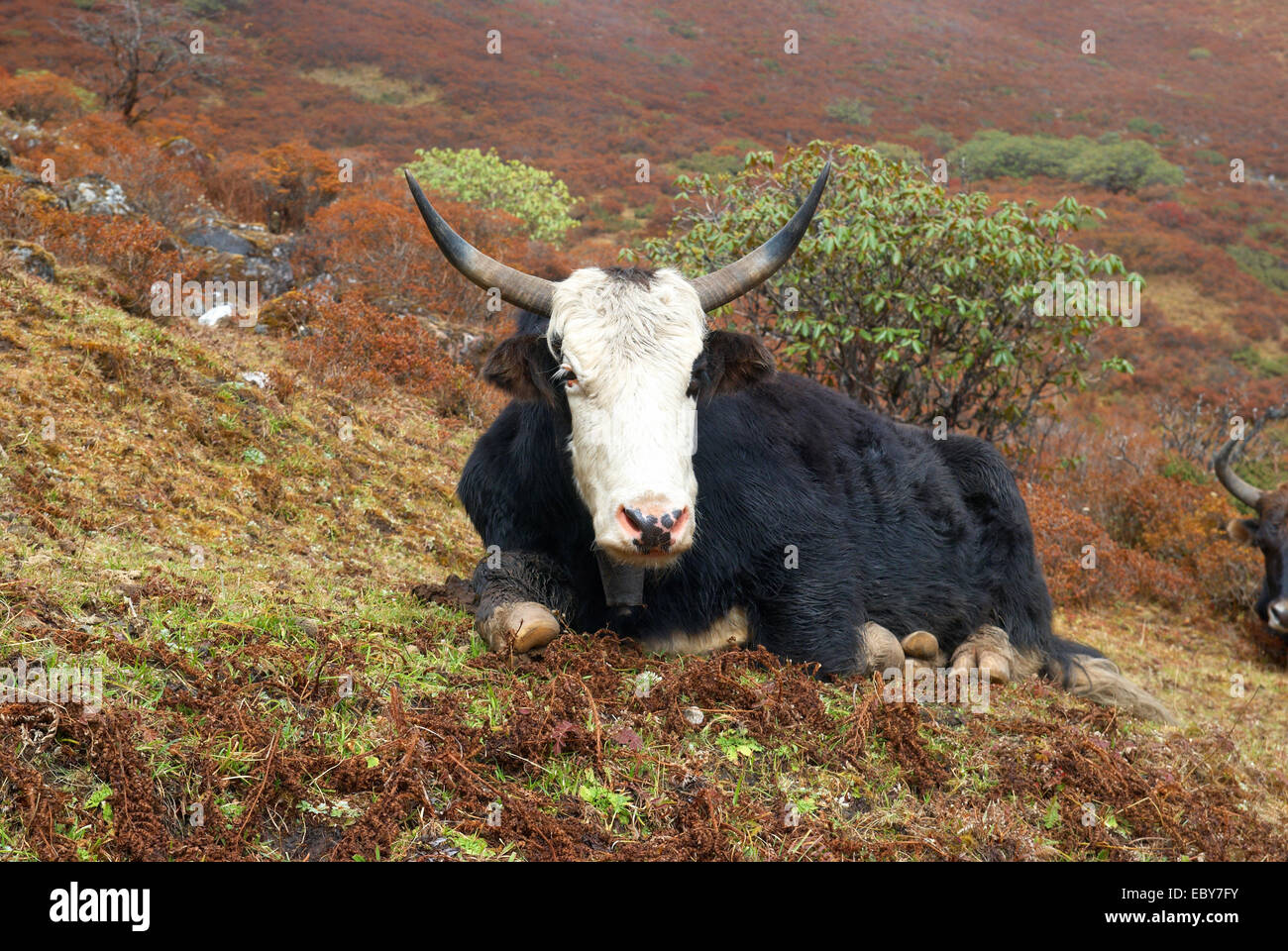 Tibetan yaks in the grassland hi-res stock photography and images - Alamy