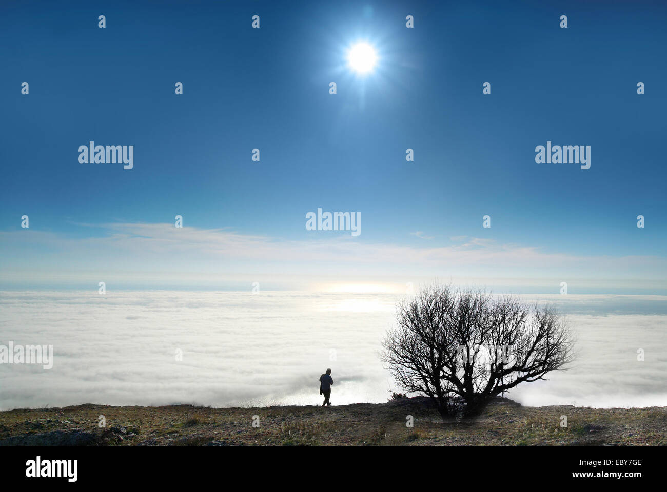 Lonely tree with clouds and blue sunny sky Stock Photo - Alamy