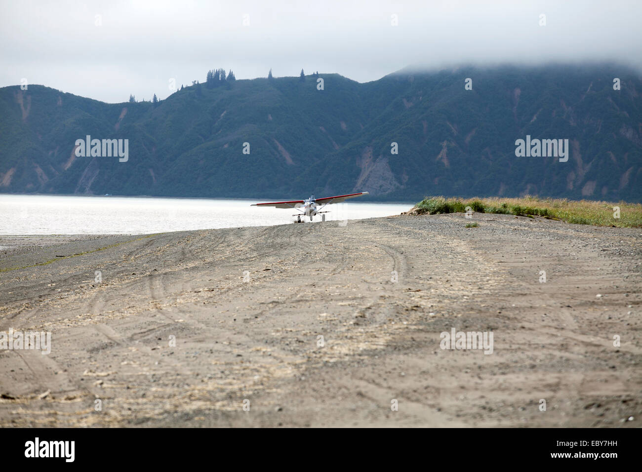Coastal Brown bear in Chinitna Bay, Kenai Peninsula Borough, Alaska ...
