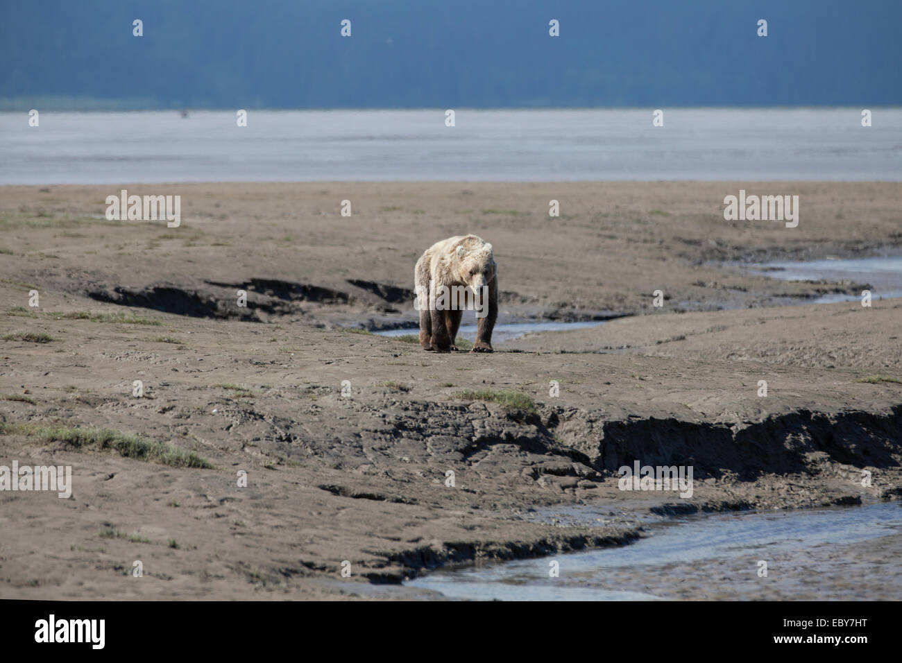 Coastal Brown bear in Chinitna Bay, Kenai Peninsula Borough, Alaska ...