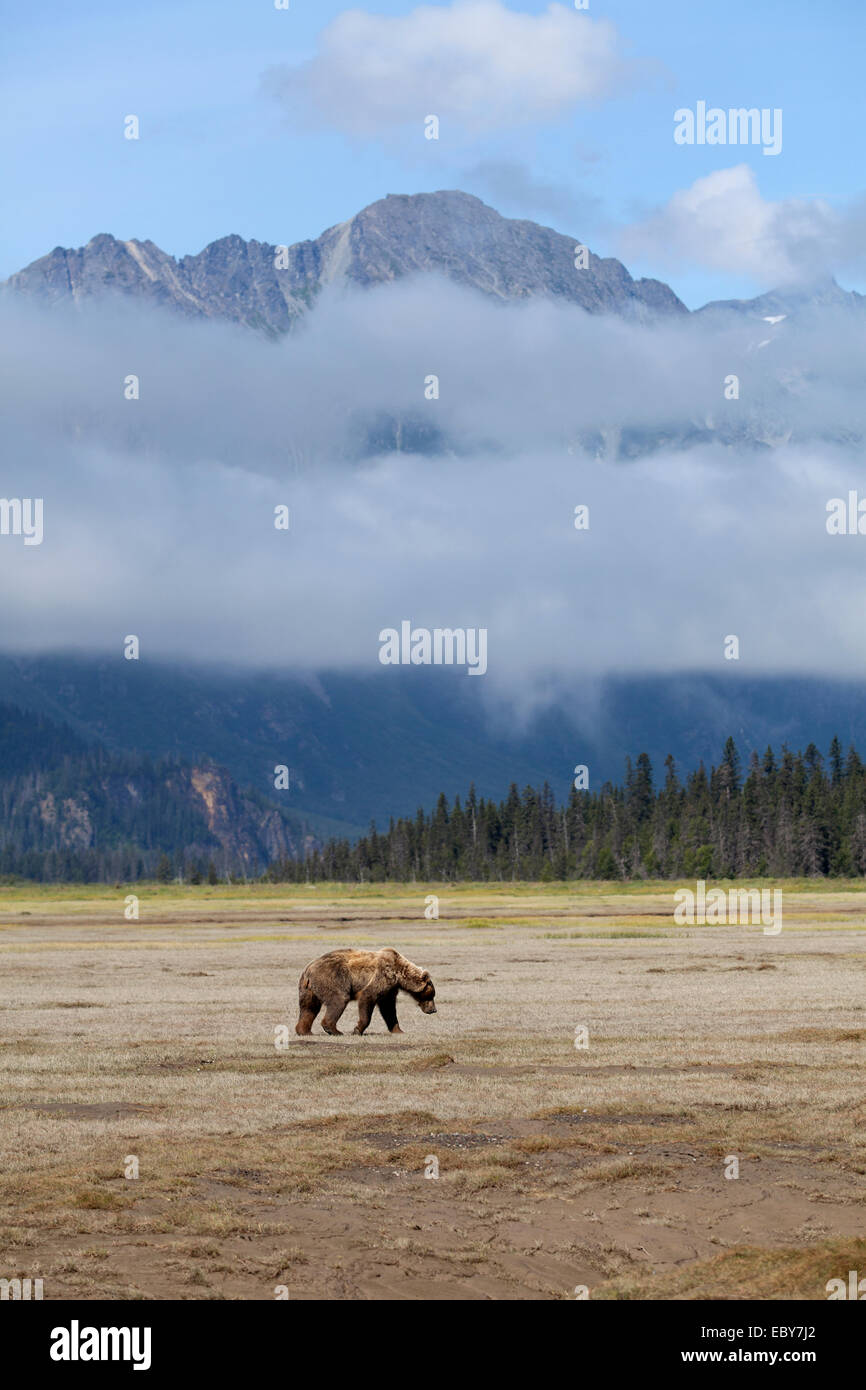 Coastal Brown bear in Chinitna Bay, Kenai Peninsula Borough, Alaska ...
