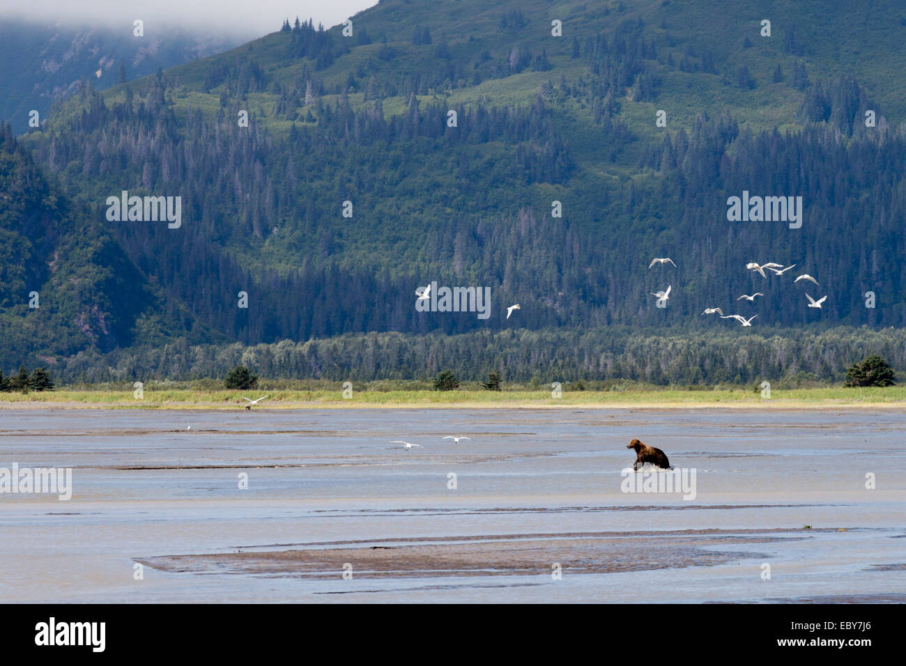 Coastal Brown bear in Chinitna Bay, Kenai Peninsula Borough, Alaska ...