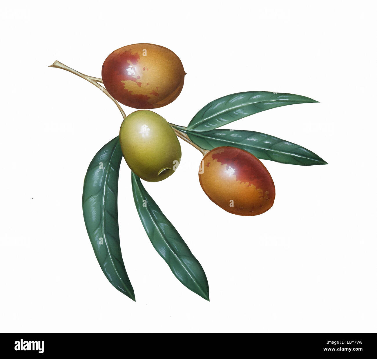 Greek Olives Clipart