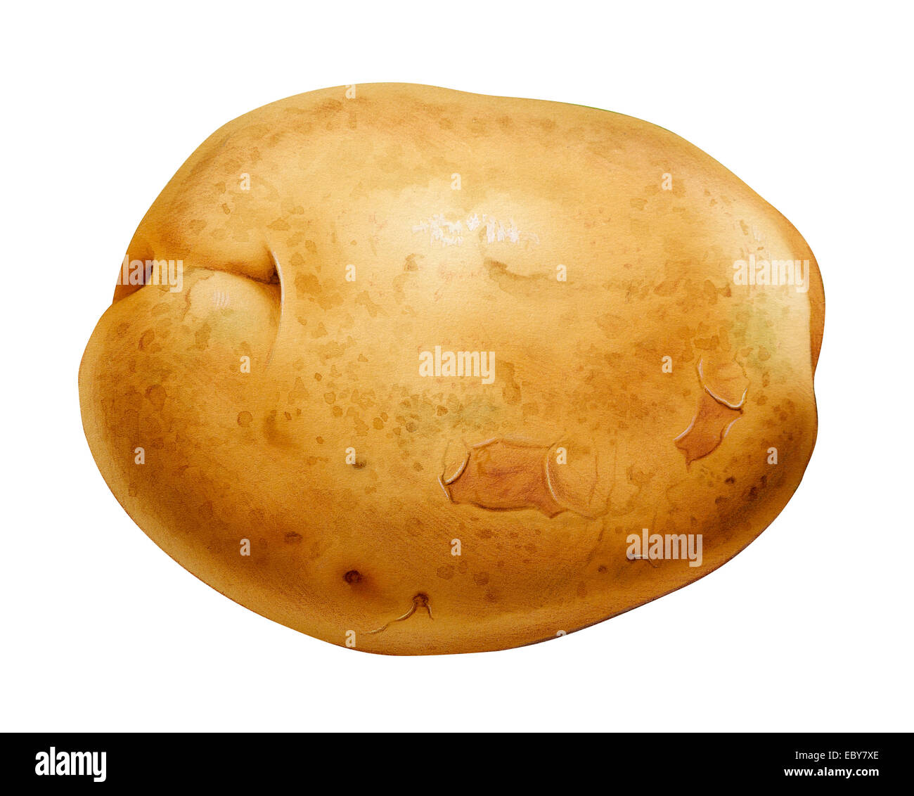 Potato illustration hi-res stock photography and images - Alamy