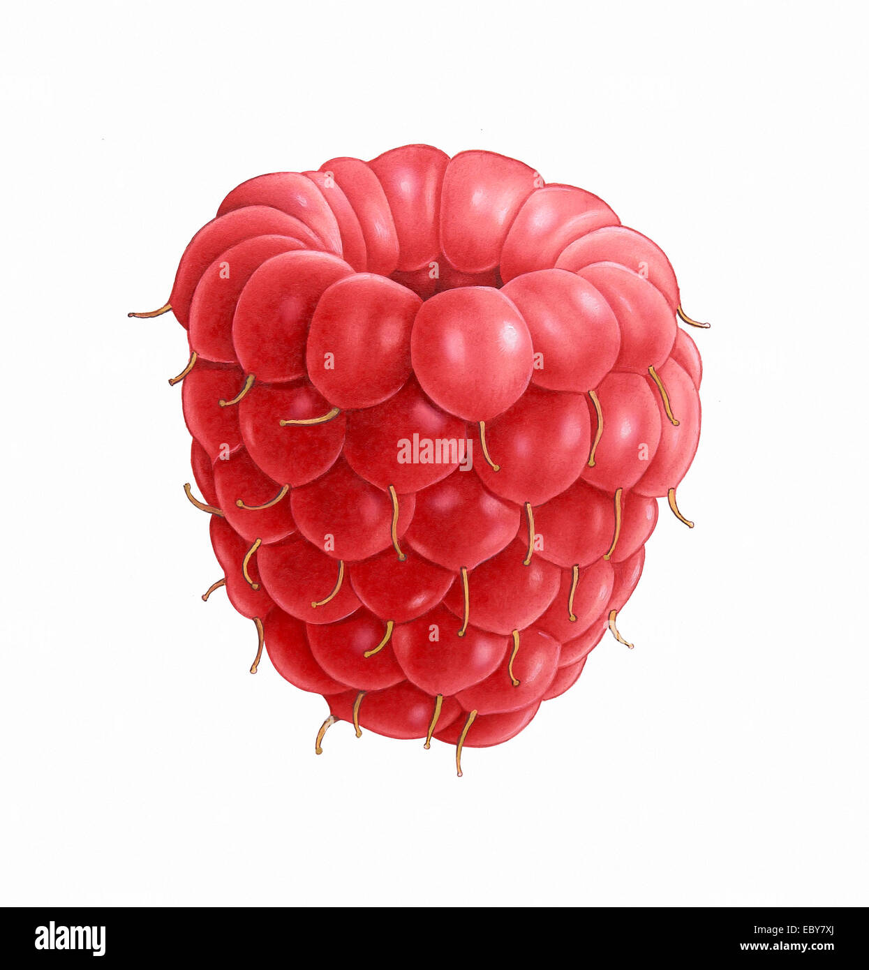 Raspberry illustration hi-res stock photography and images - Alamy