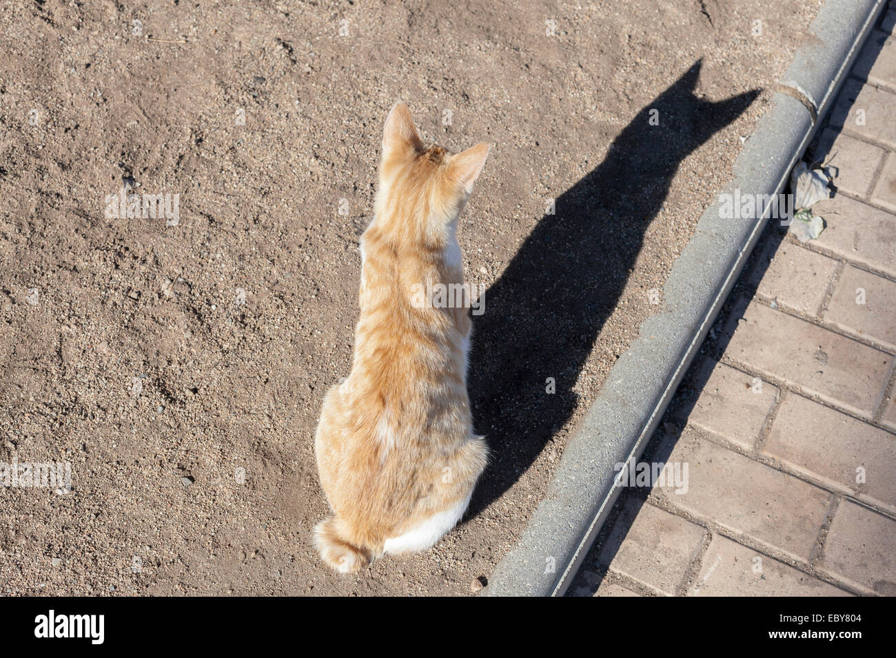 Cat and its shadow hi-res stock photography and images - Alamy