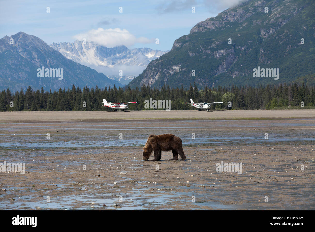 Coastal Brown bear in front of two airplanes Chinitna Bay, Kenai ...