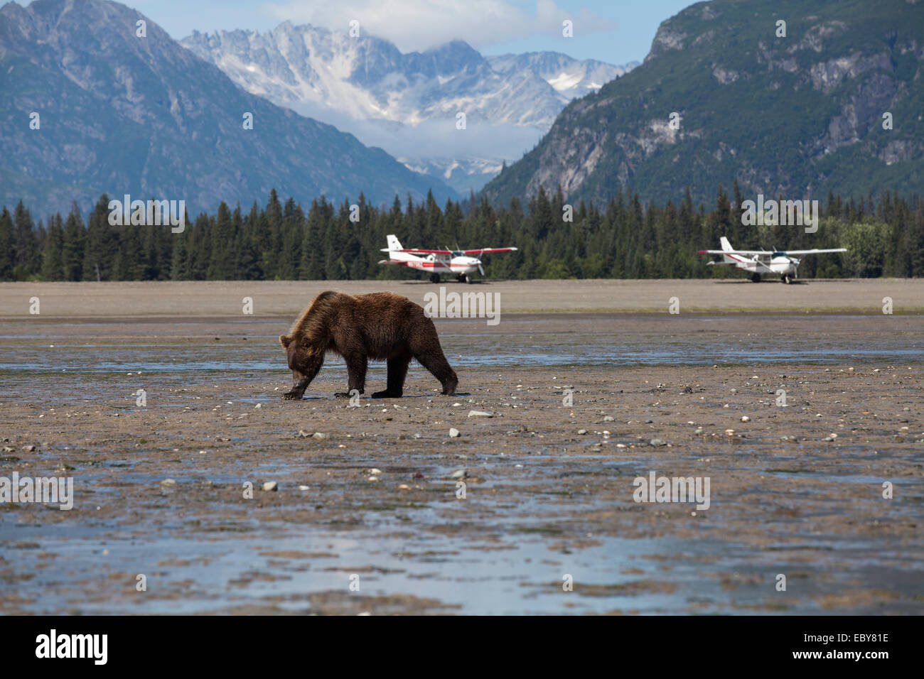 Coastal Brown bear in front of two airplanes Chinitna Bay, Kenai ...