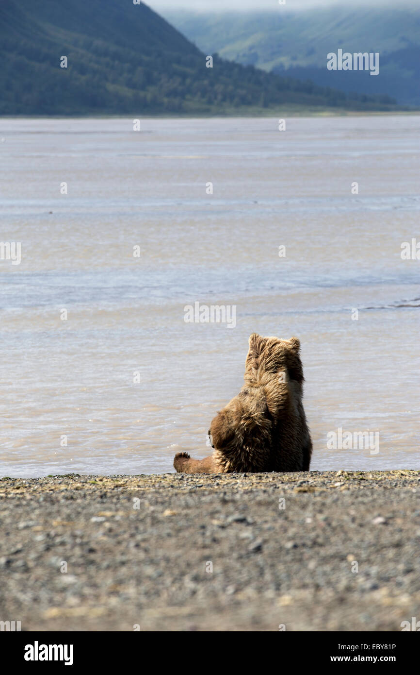 Coastal Brown bear in Chinitna Bay, Kenai Peninsula Borough, Alaska ...