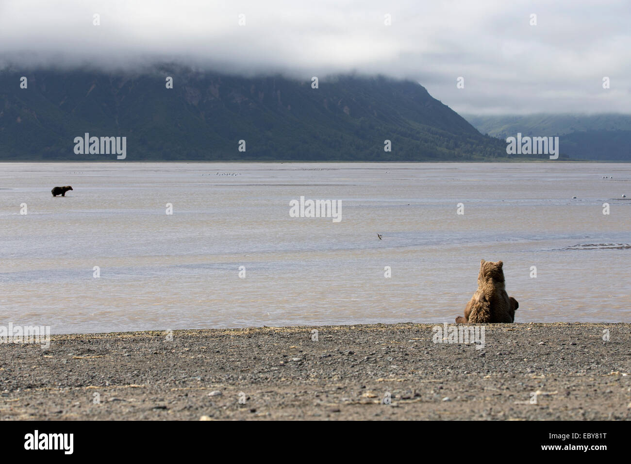Coastal Brown bear in Chinitna Bay, Kenai Peninsula Borough, Alaska ...