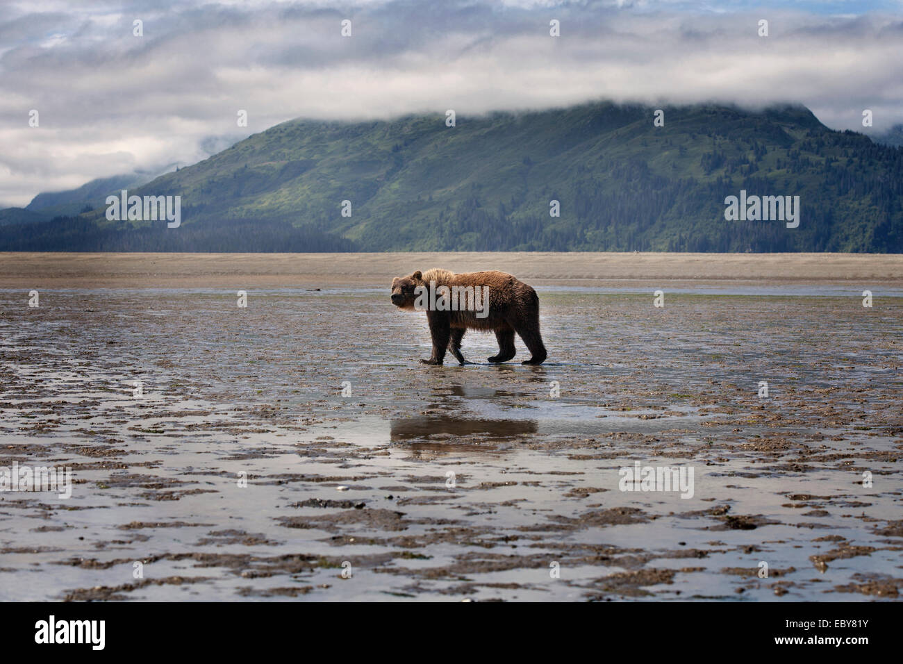 Coastal Brown bear in Chinitna Bay, Kenai Peninsula Borough, Alaska ...