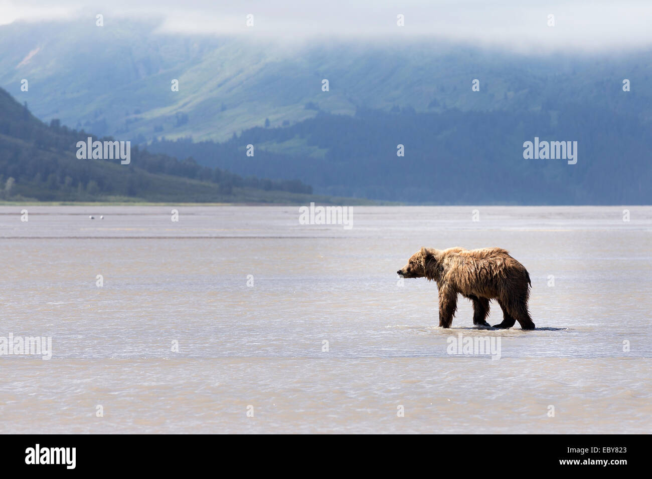 Coastal Brown bear in Chinitna Bay, Kenai Peninsula Borough, Alaska ...