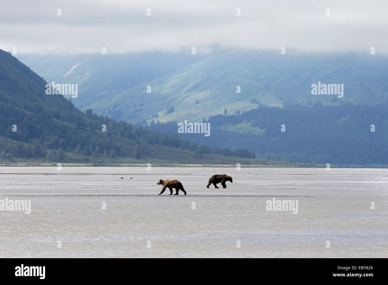 Coastal Brown bear in Chinitna Bay, Kenai Peninsula Borough, Alaska ...