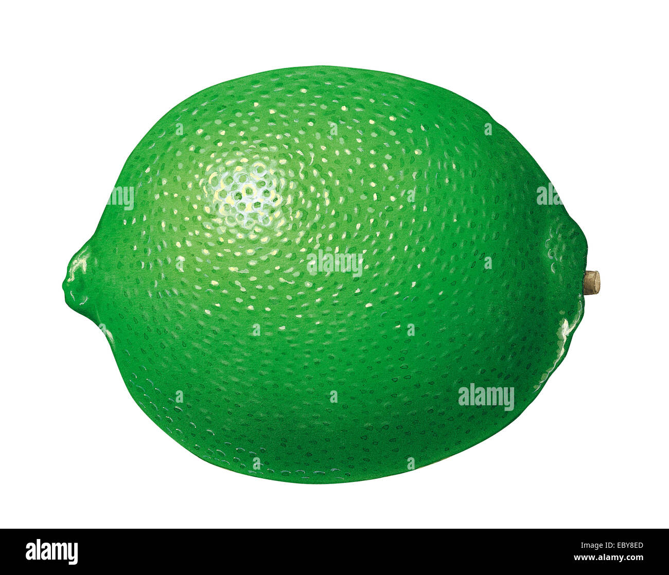 Lime green illustration hi-res stock photography and images - Alamy