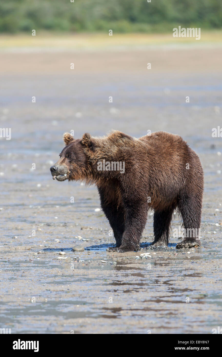 Coastal Brown bear in Chinitna Bay, Kenai Peninsula Borough, Alaska ...