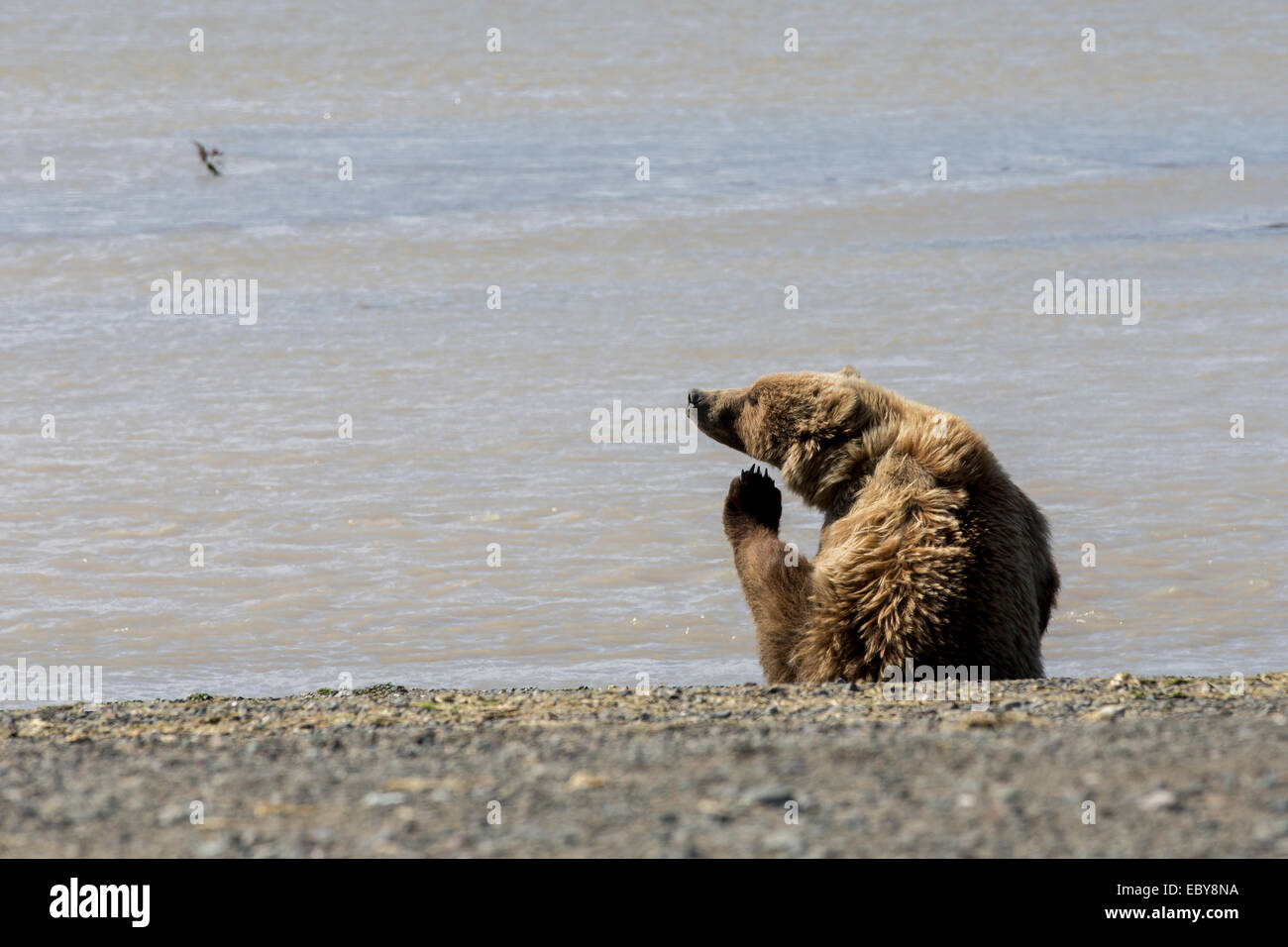 Coastal Brown bear in Chinitna Bay, Kenai Peninsula Borough, Alaska ...