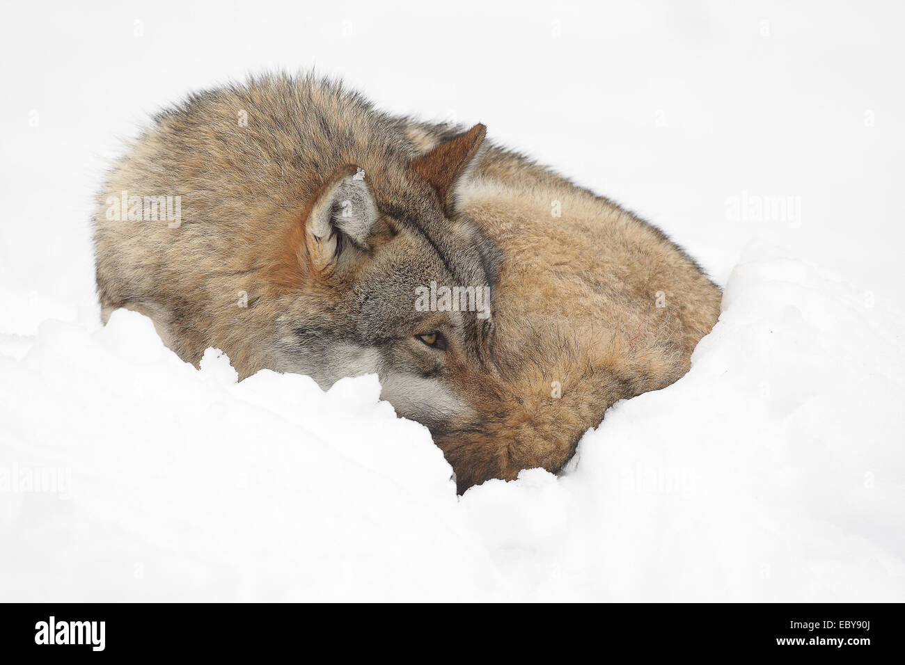 Lupo wolf hi-res stock photography and images - Alamy