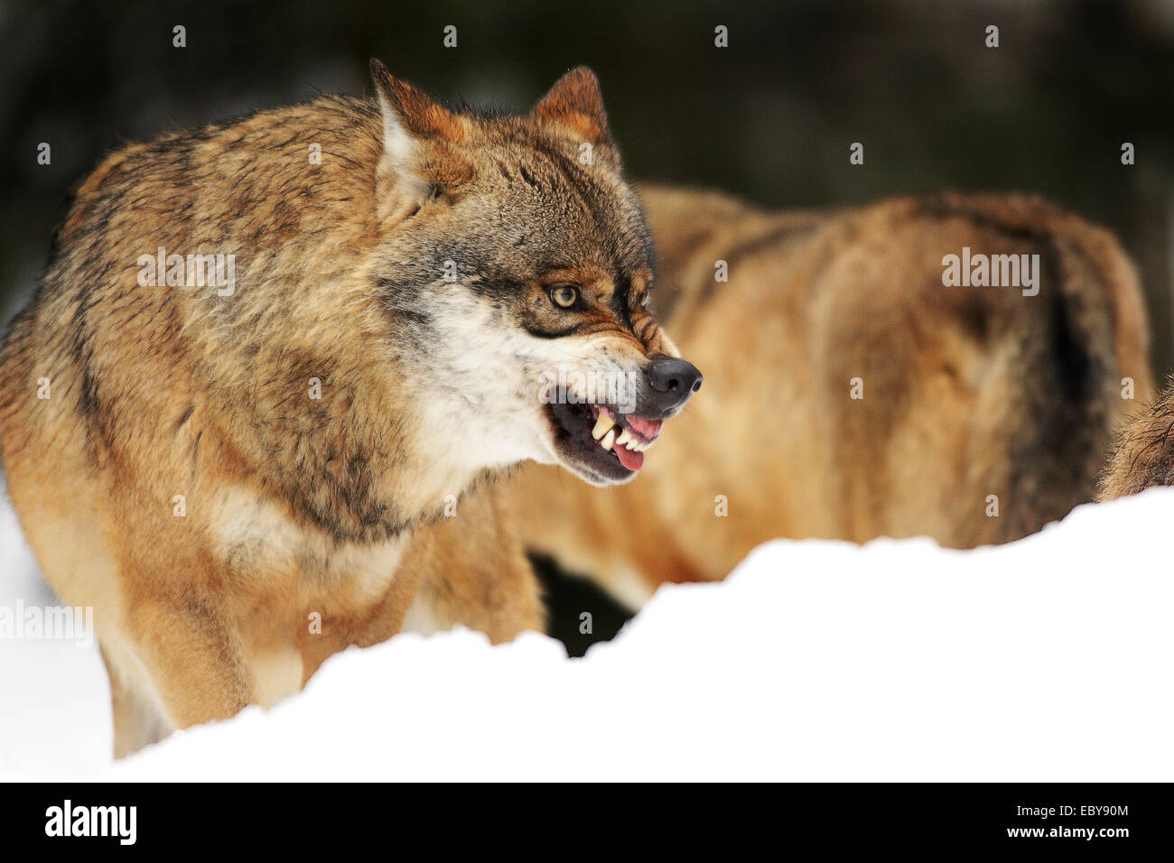 Wolf teeth hi-res stock photography and images - Alamy