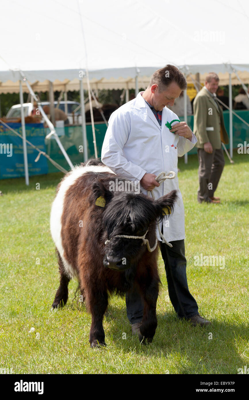 Prize cow hi-res stock photography and images - Alamy