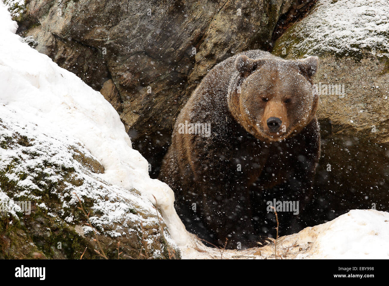 Orso bruno hi-res stock photography and images - Alamy