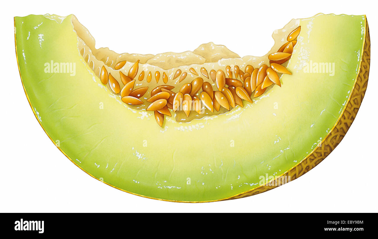 Melon Section Illustation Stock Photo - Alamy