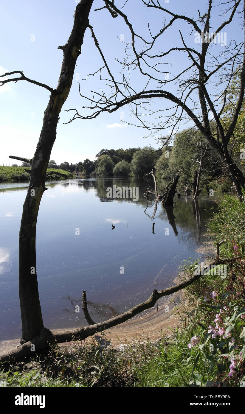 Sunny portrait blue sky reflecting glassy water River Ribble, with dead ...