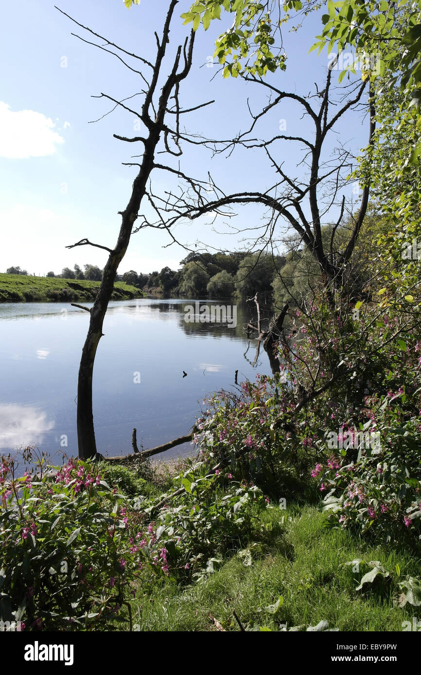 Sunny portrait blue sky reflecting glassy water River Ribble, green ...