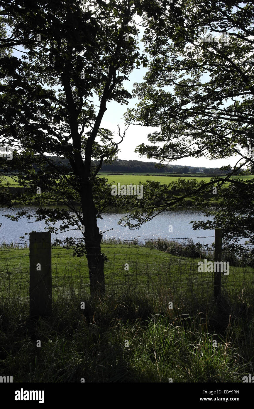 Portrait across grassy river bank with fence and trees to River Ribble ...