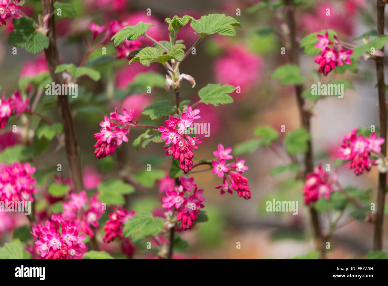 Red flowering Currant, Ribes sanguineum Stock Photo - Alamy