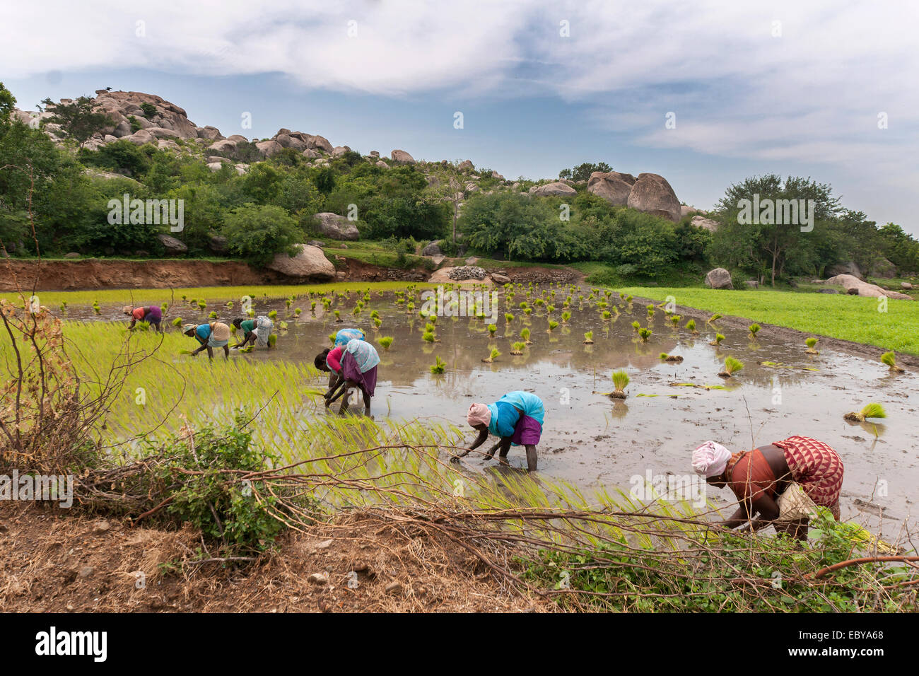 Seven women plant rice stalks in a paddy Stock Photo - Alamy
