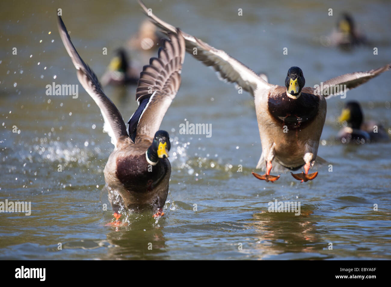 Flying Mallard Duck Stock Photo - Alamy