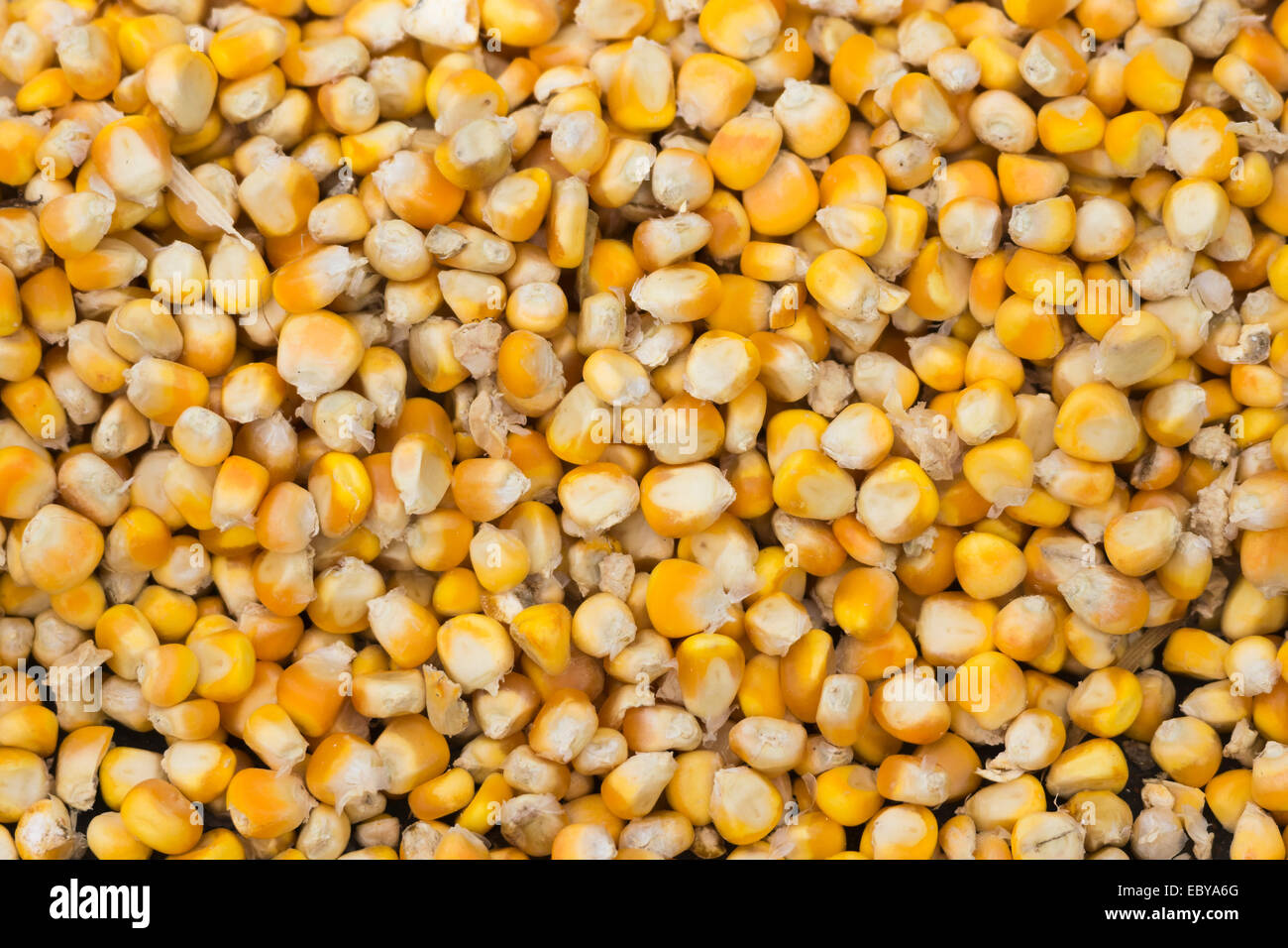 Corn kernels in close-up Stock Photo - Alamy