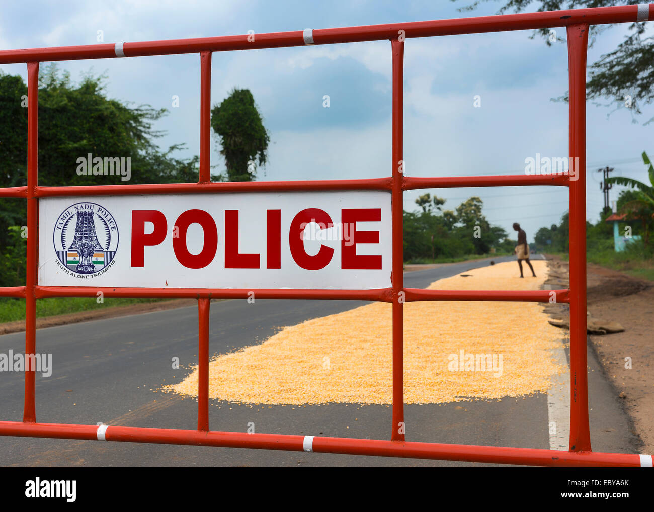 Police barrier protects drying corn on the road Stock Photo - Alamy