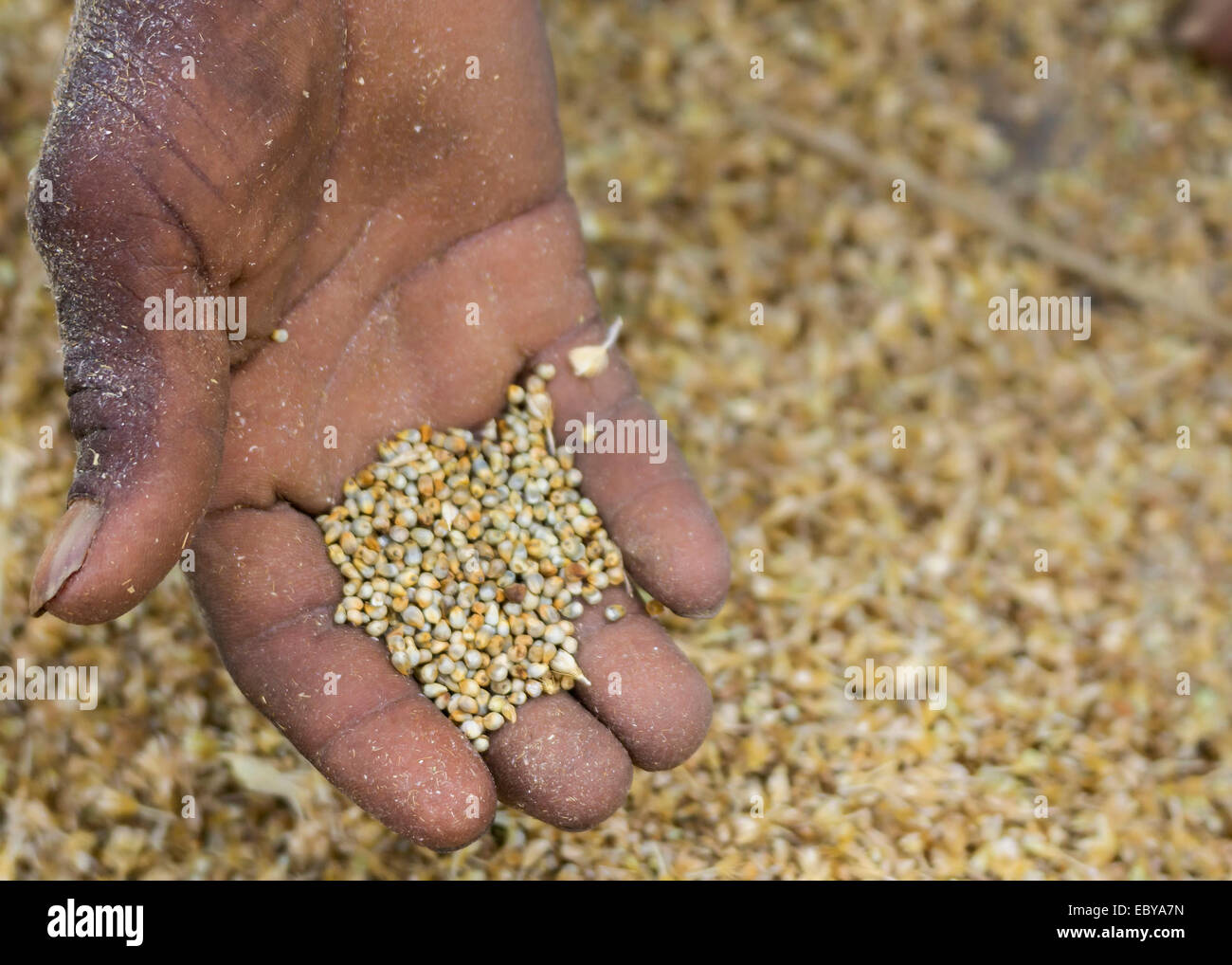 Hand shows the threshed millet grain kernels Stock Photo - Alamy