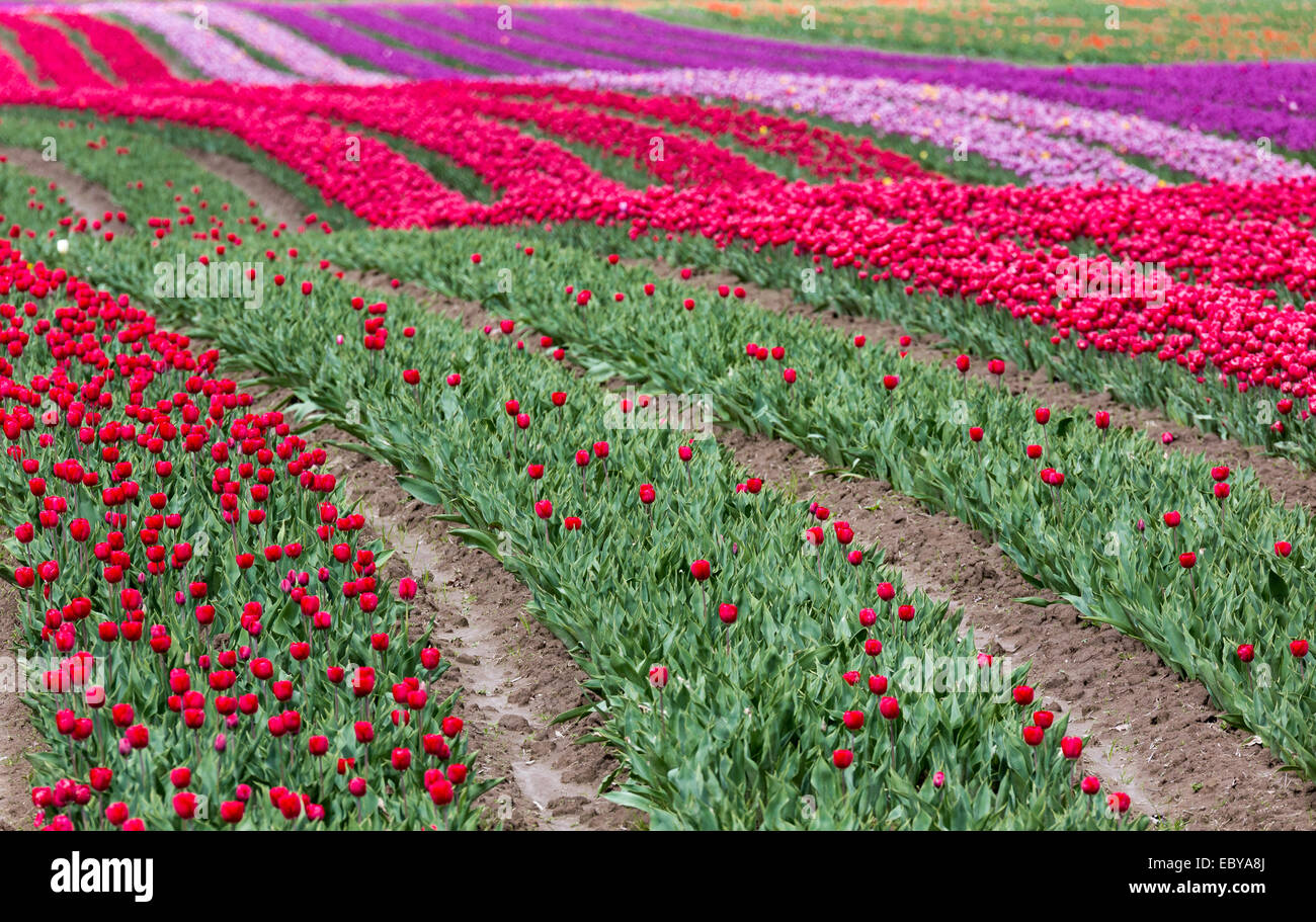 Spring Landscape, Tulip Flower Field Stock Photo - Alamy