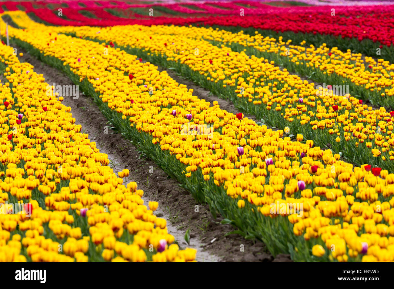 Spring Landscape, Tulip Flower Field Stock Photo - Alamy