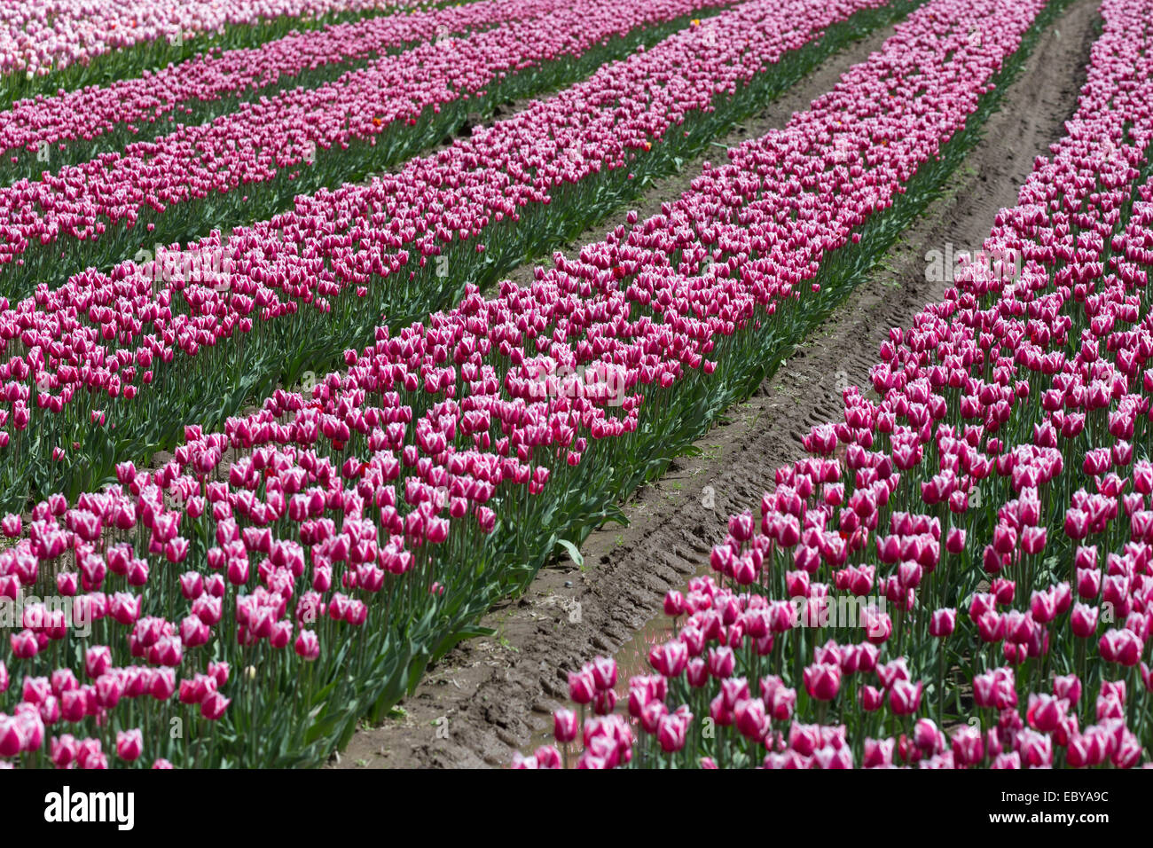 Spring Landscape, Tulip Flower Field Stock Photo - Alamy