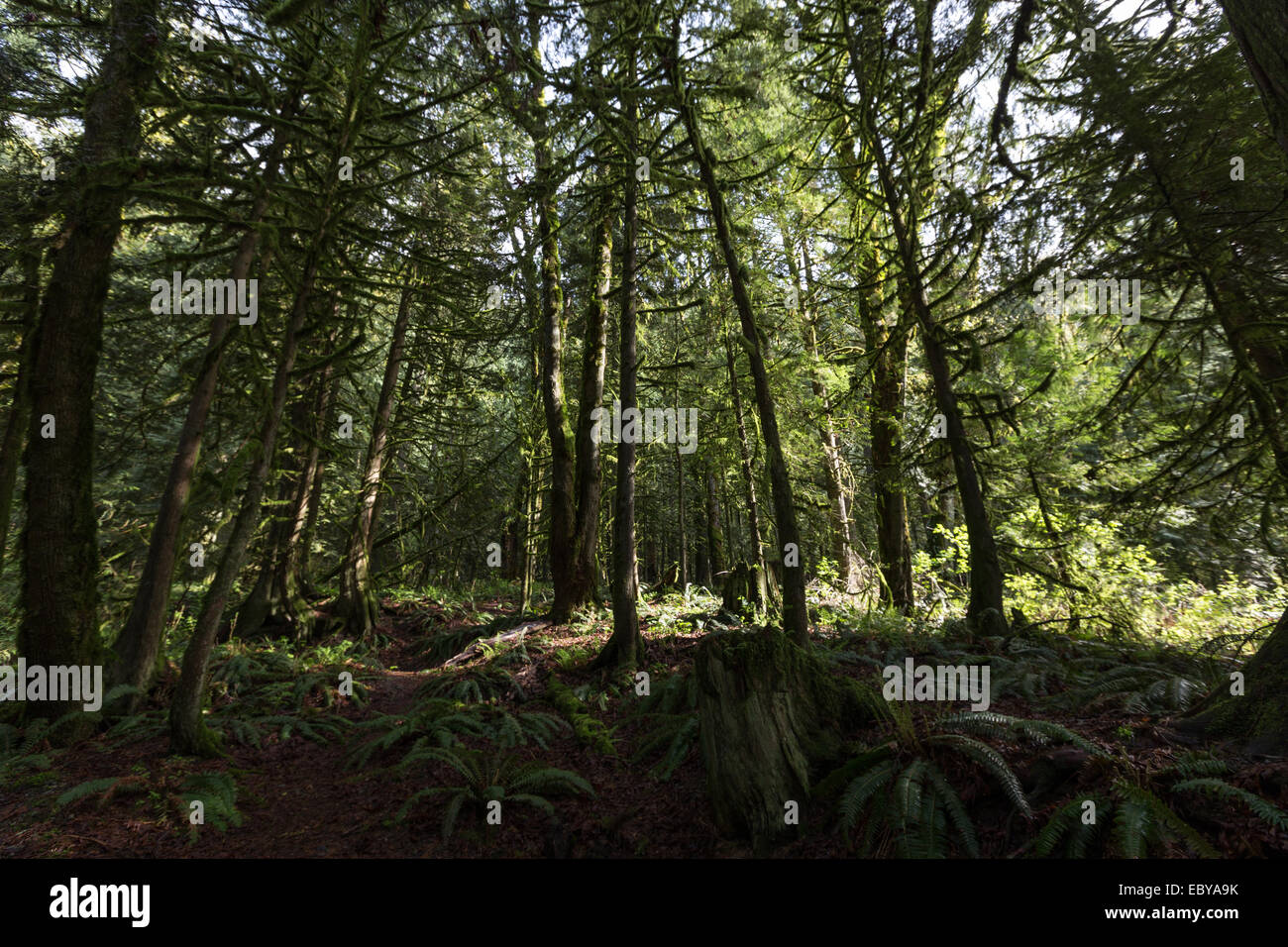 Forest of bc hi-res stock photography and images - Alamy
