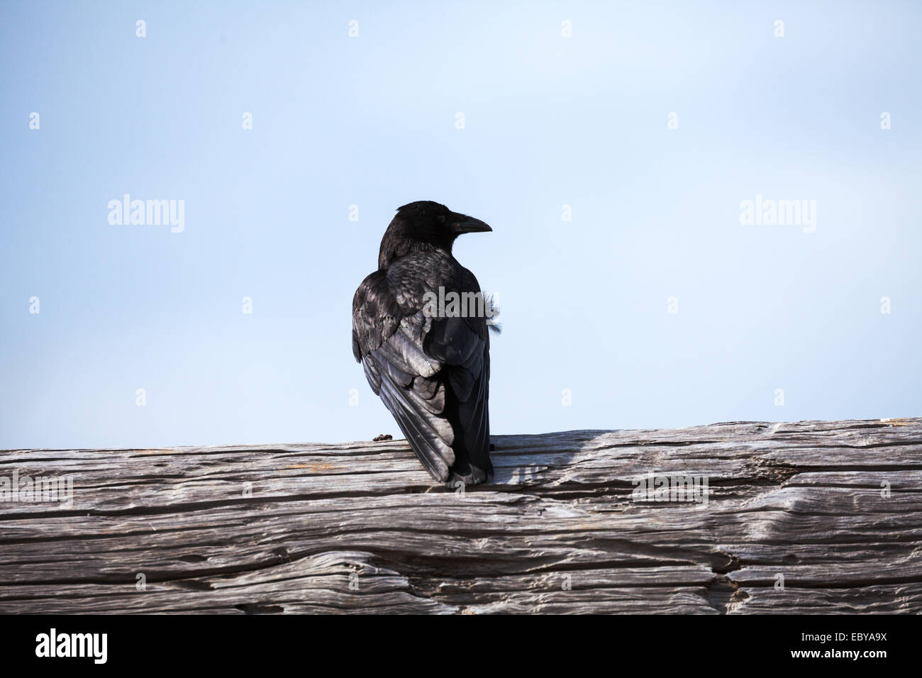 Animal rest hi-res stock photography and images - Alamy