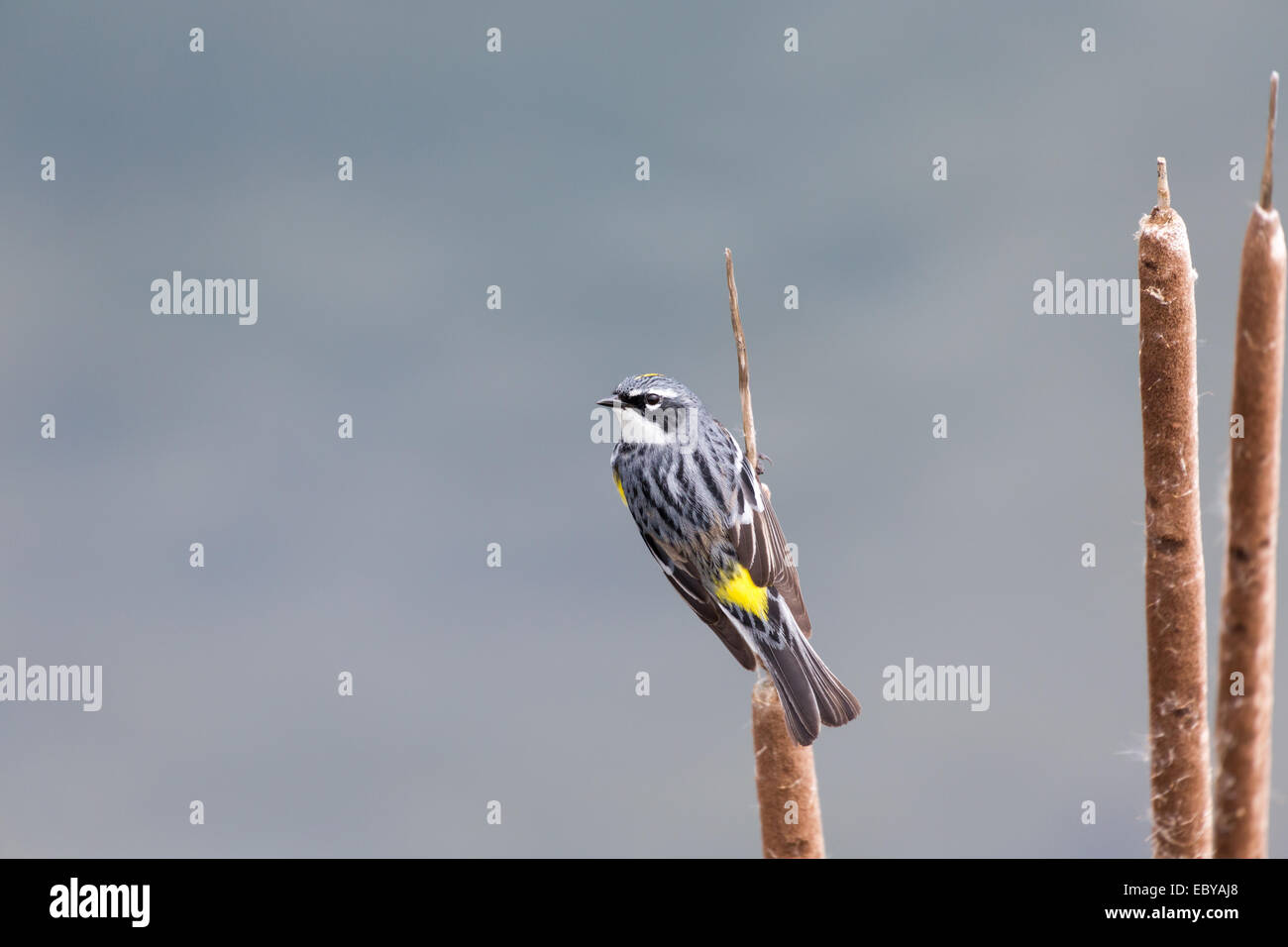 Yellow-rumped Warbler, spring in BC Canada Stock Photo - Alamy