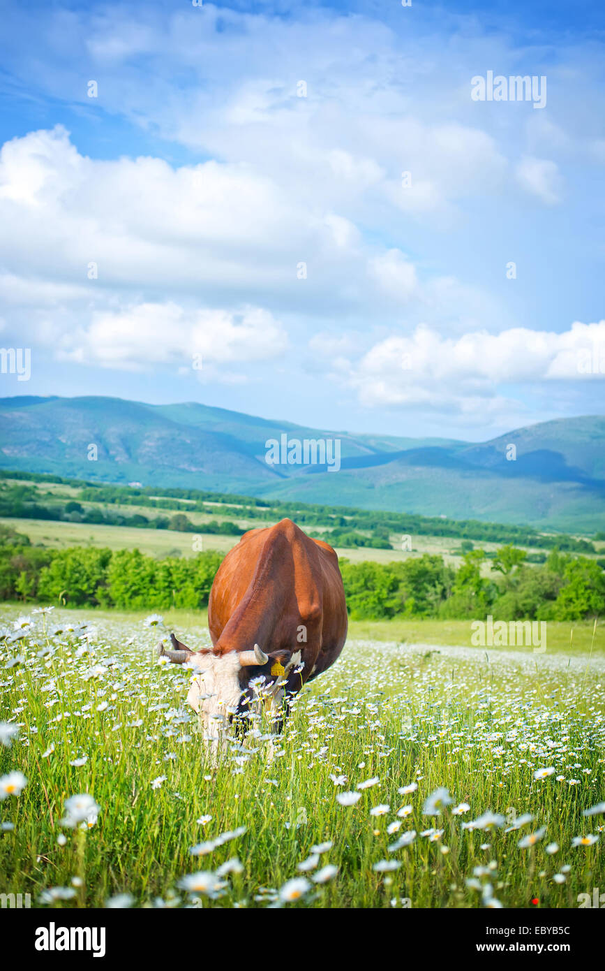 caws in field Stock Photo - Alamy