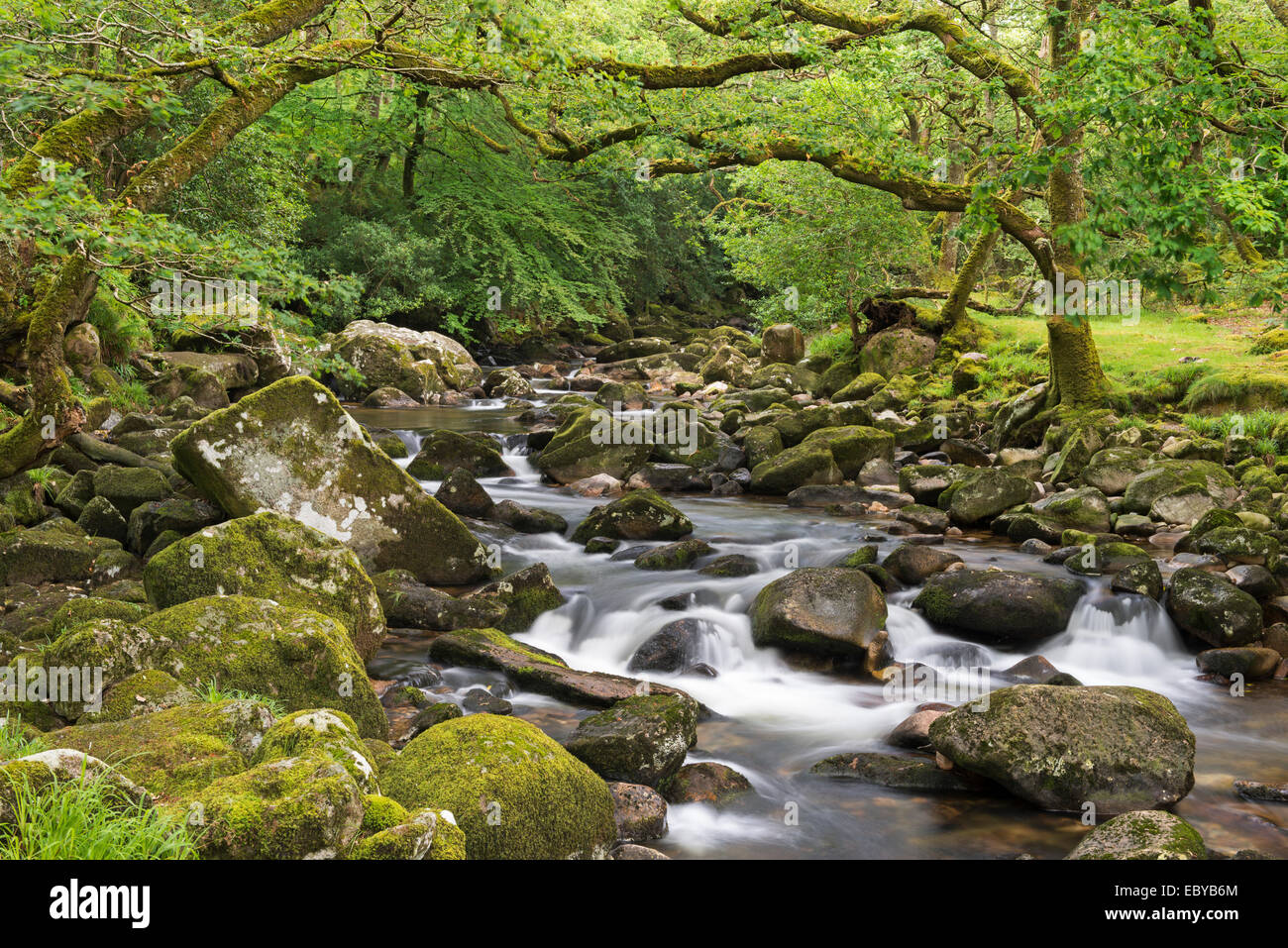 Rocky River Plym flowing through Dewerstone Wood, Dartmoor, Devon ...