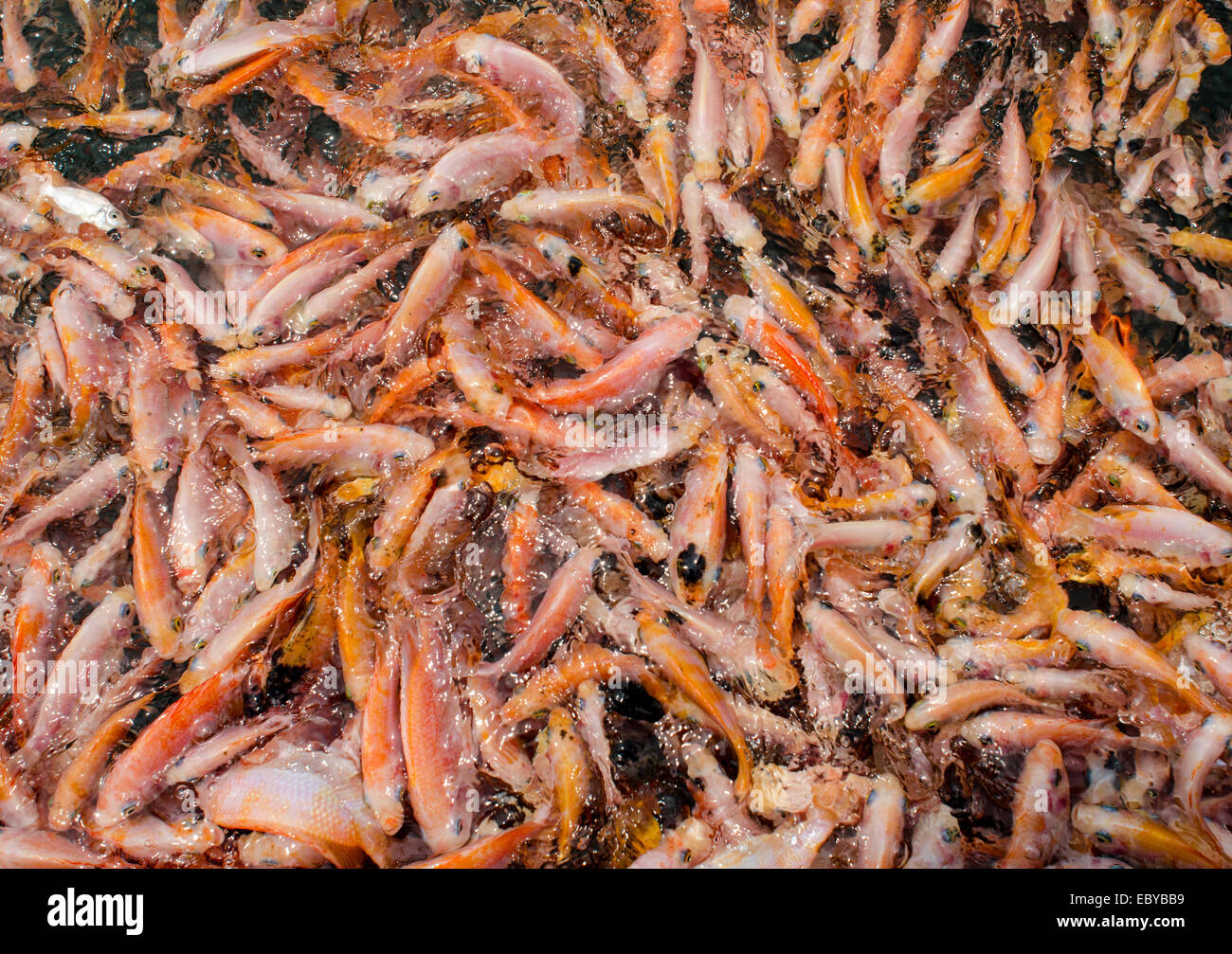 small fish background in the water Stock Photo - Alamy