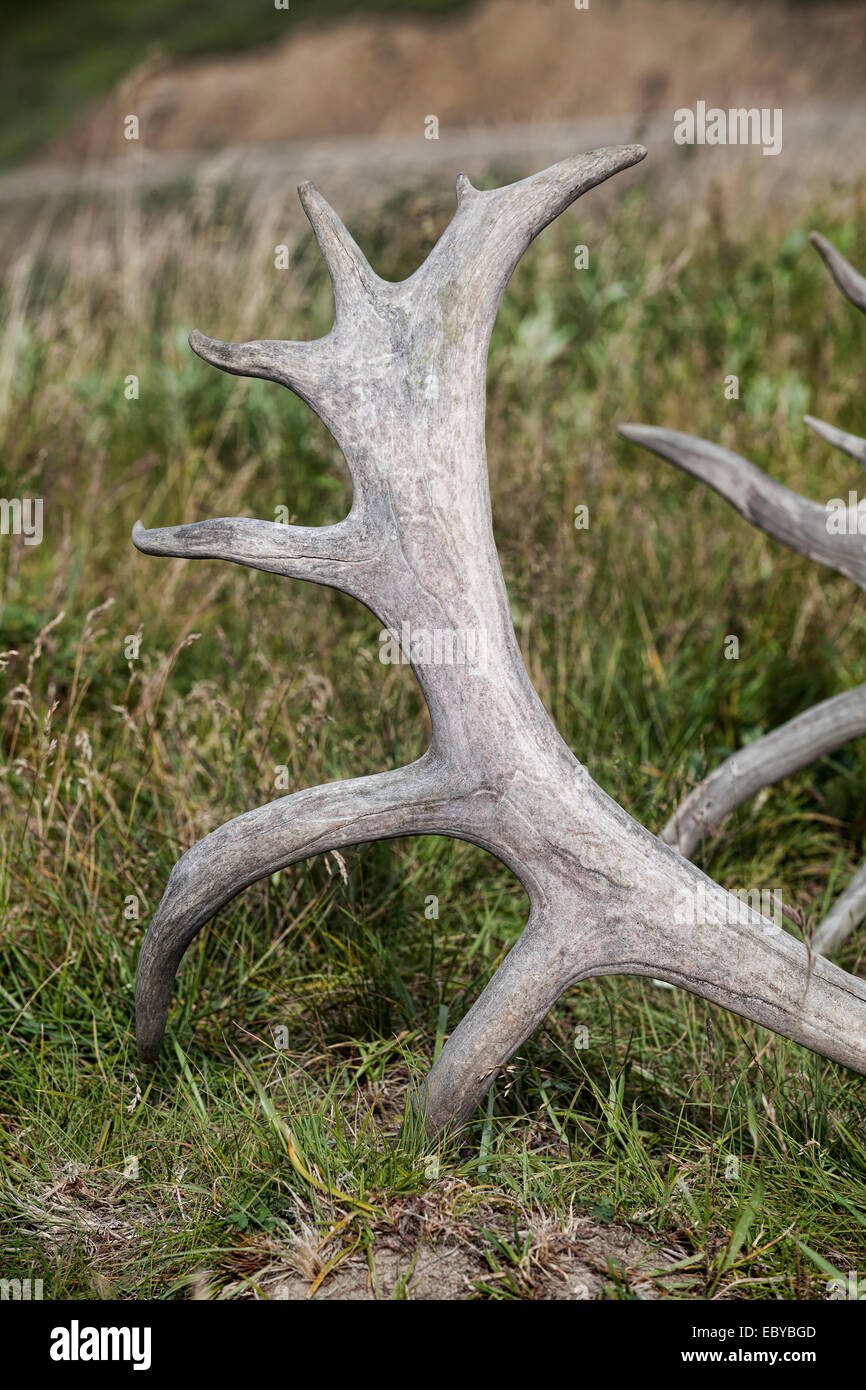 Antlers of Caribou, photographed in Denali National Park in Alaska, USA ...