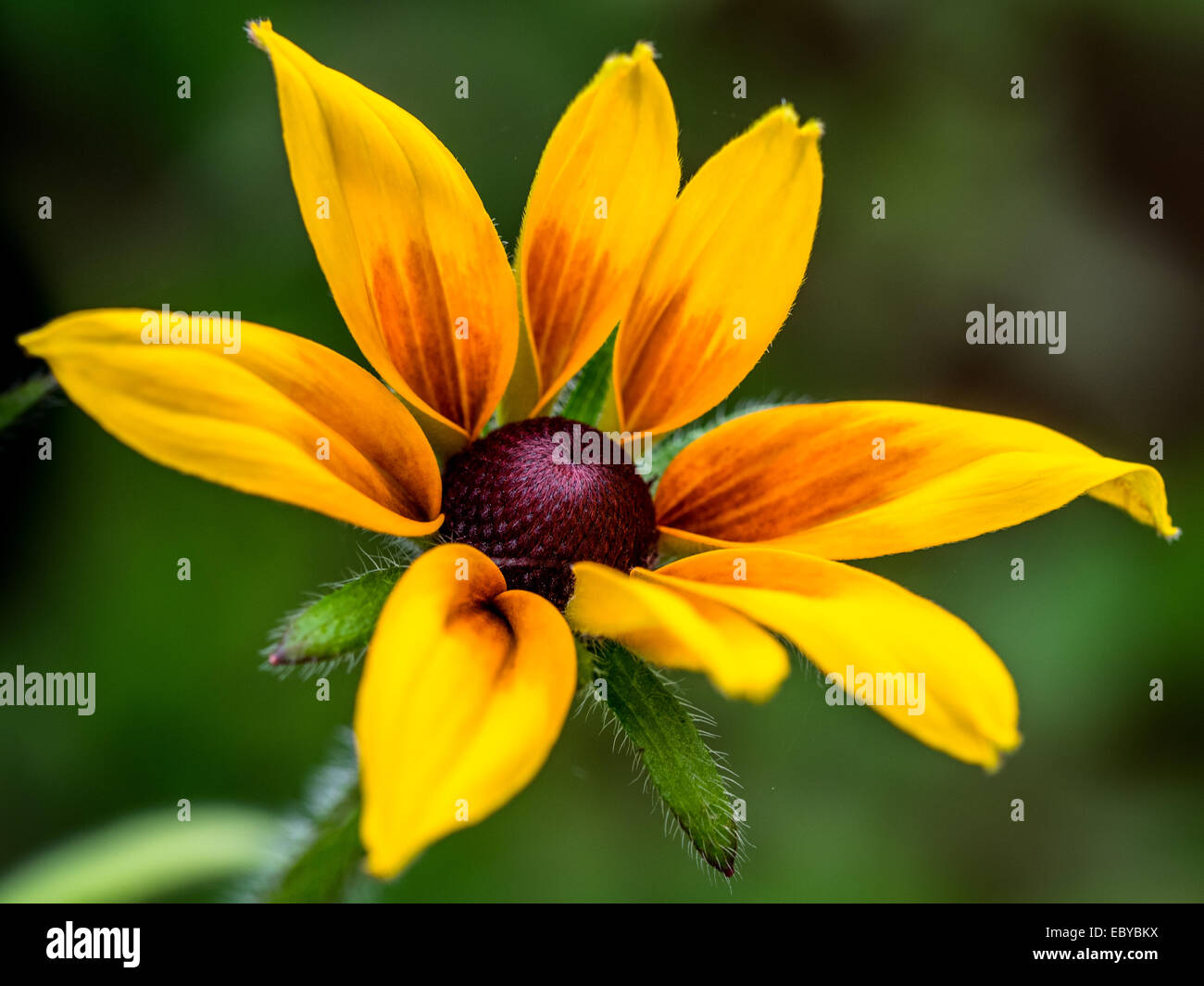 Golden yellow rudbeckia hi-res stock photography and images - Alamy