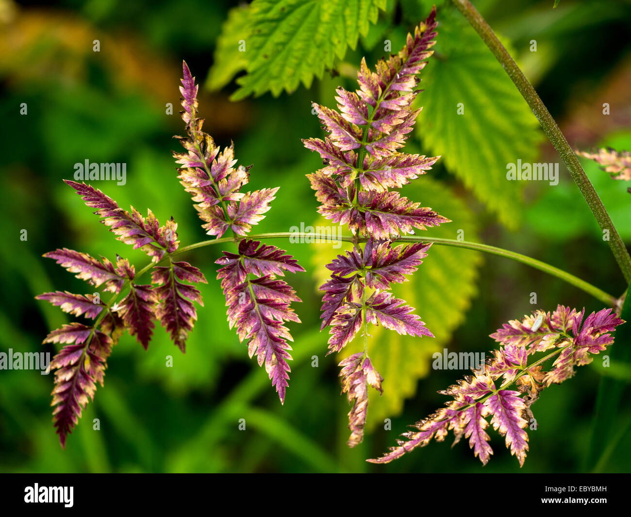 New Bracken Growth Stock Photo - Alamy